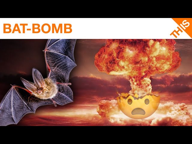 The Bat Bombs of World War II: History | YupLife